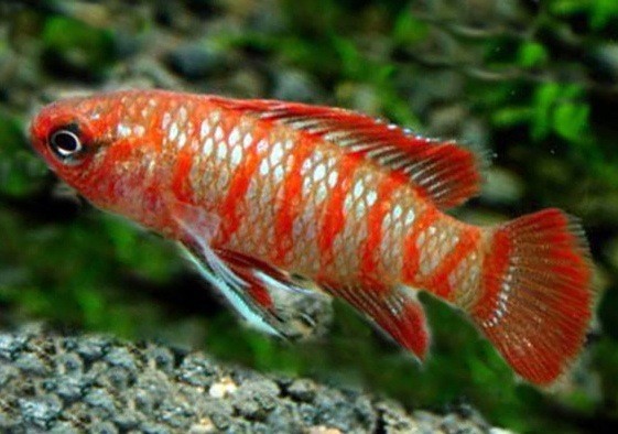 Badis Badis Bengalensis