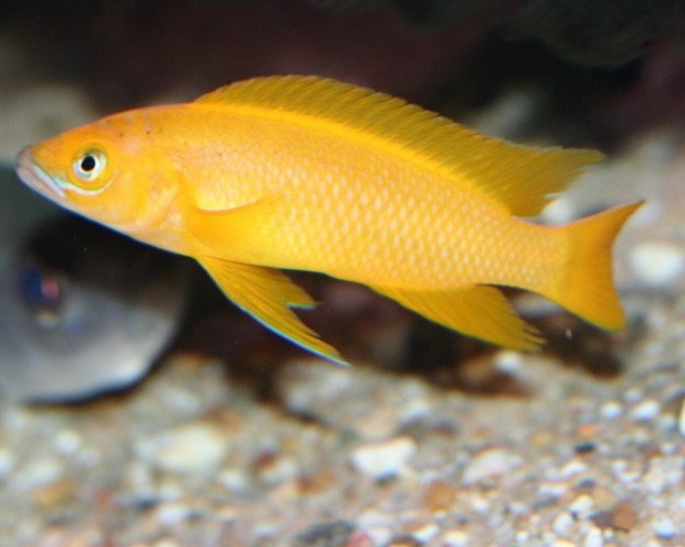 Neolamprologus Leleupi Orange