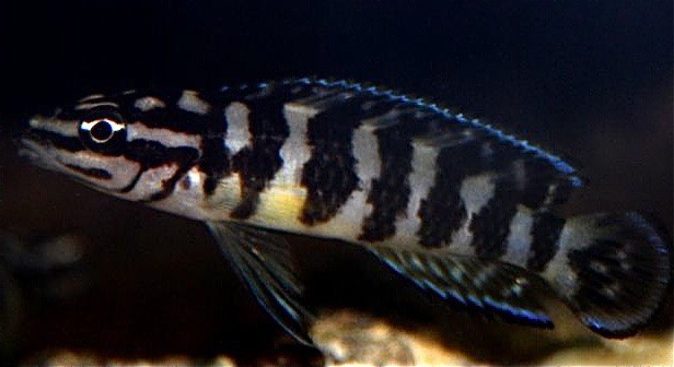 Julidochromis Transcriptus Gombi