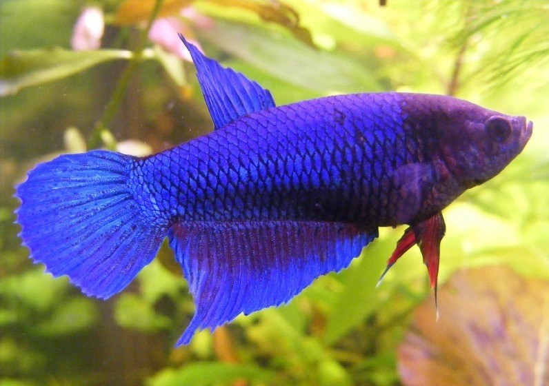Betta Splendens femelle