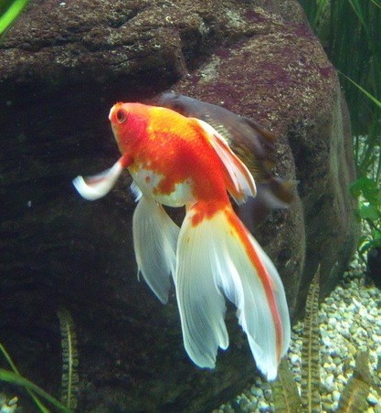 Voile de Chine rouge-blanc (Carassius Auratus)