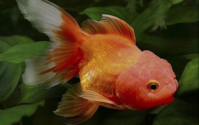 T te De Lion Rouge Carassius Auratus t-te-de-lion-rouge-carassius-auratus