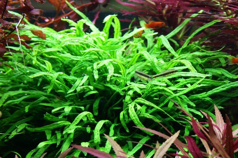 MICROSORUM PTEROPUS TRIDENT