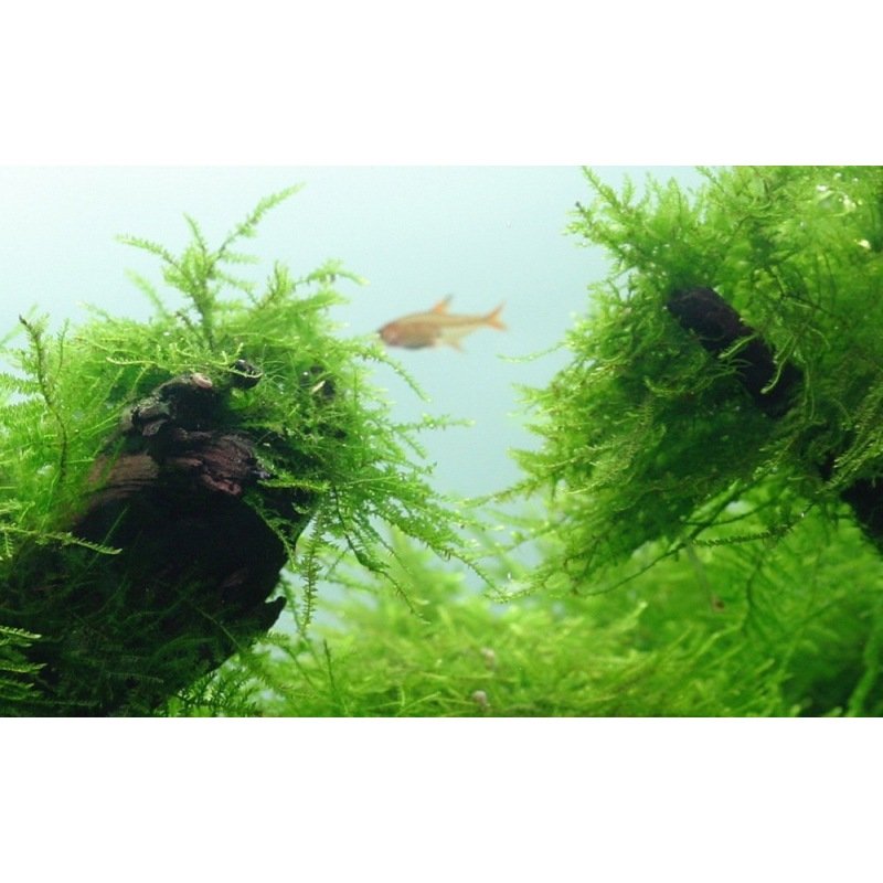 Mousse de java pour aquascaping : La Taxiphyllum Barbieri in vitro