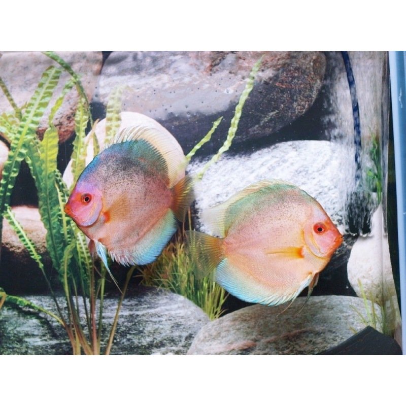 Discus Stendker Dark Angel - Magasin poissons Belgique