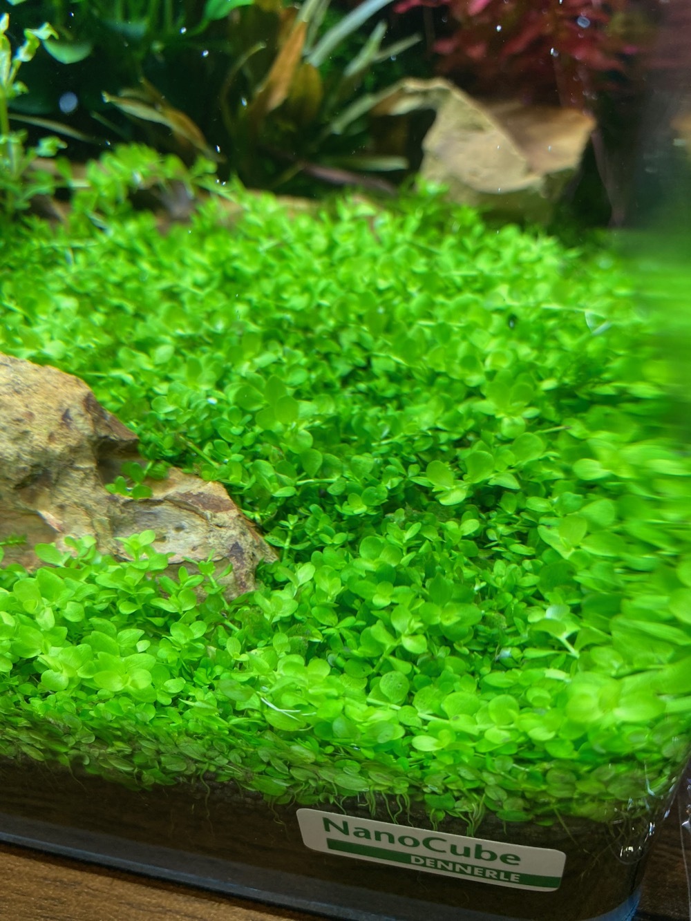 Micranthemum Monte Carlo in vitro - plante d'avant plan de l'aquarium