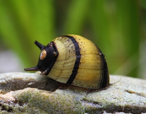Clithon Diadema - Escargot nain
