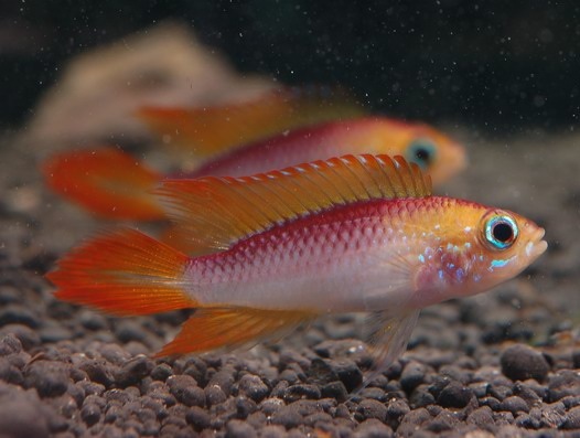 Apisto Agassizi Fire Red