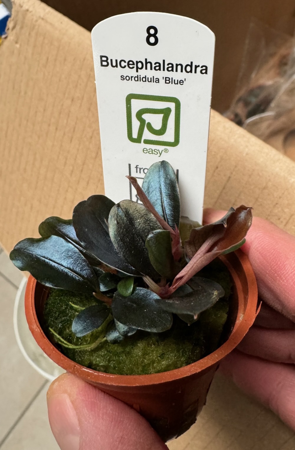 Bucephalandra Sordidula Blue