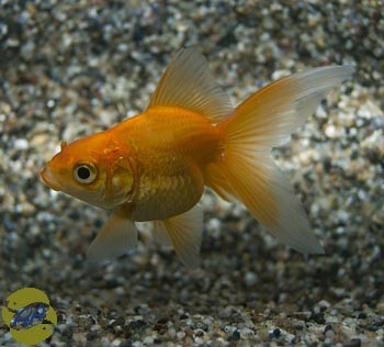 Voile de Chine rouge (Carassius Auratus)