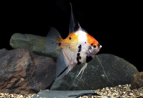 3 choses importantes à connaître avant d’acheter son premier Scalaire